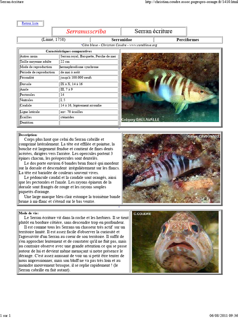 Serran Écriture : Caractéristiques et Habitat | PDF | Poisson