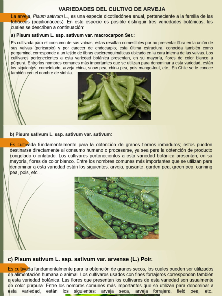 Variedades Del Cultivo de Arveja | PDF