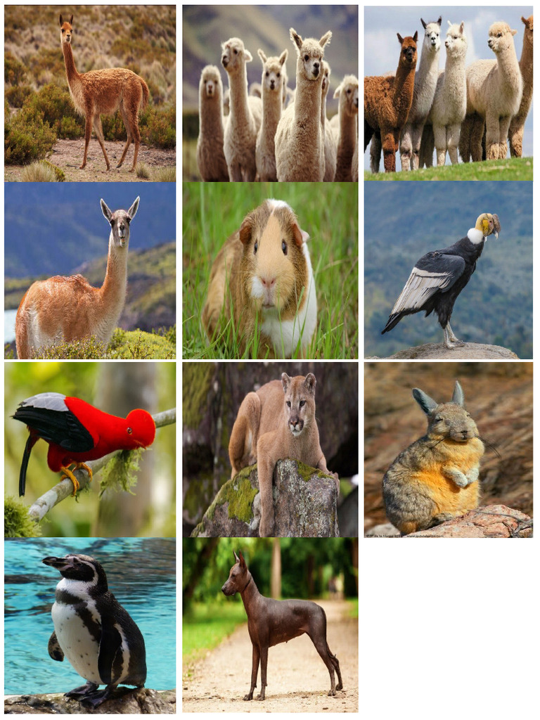 Animales Del Peru | PDF