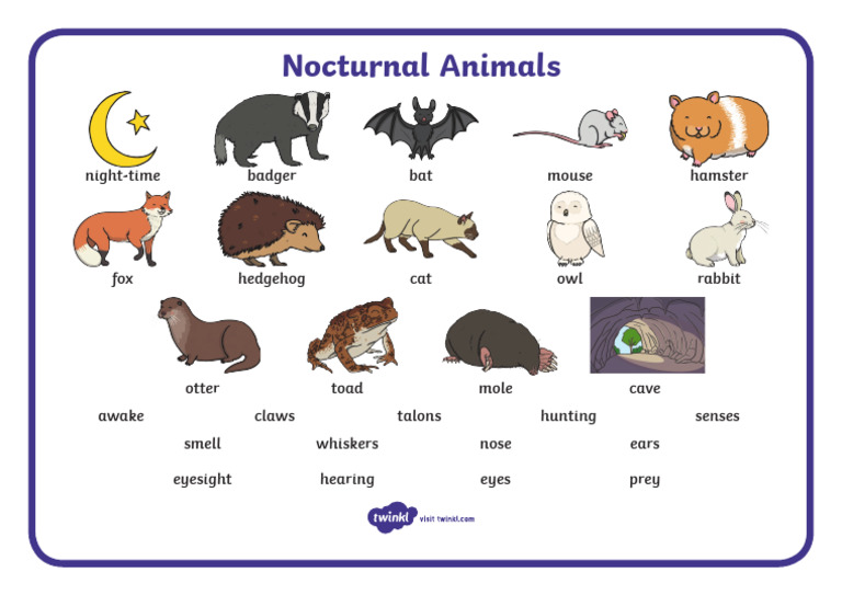 Nocturnal Animals | PDF