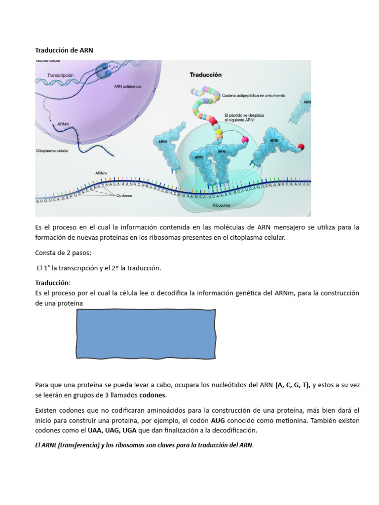 Traducción de ARN | PDF | Traducción (biología) | Codigo genetico