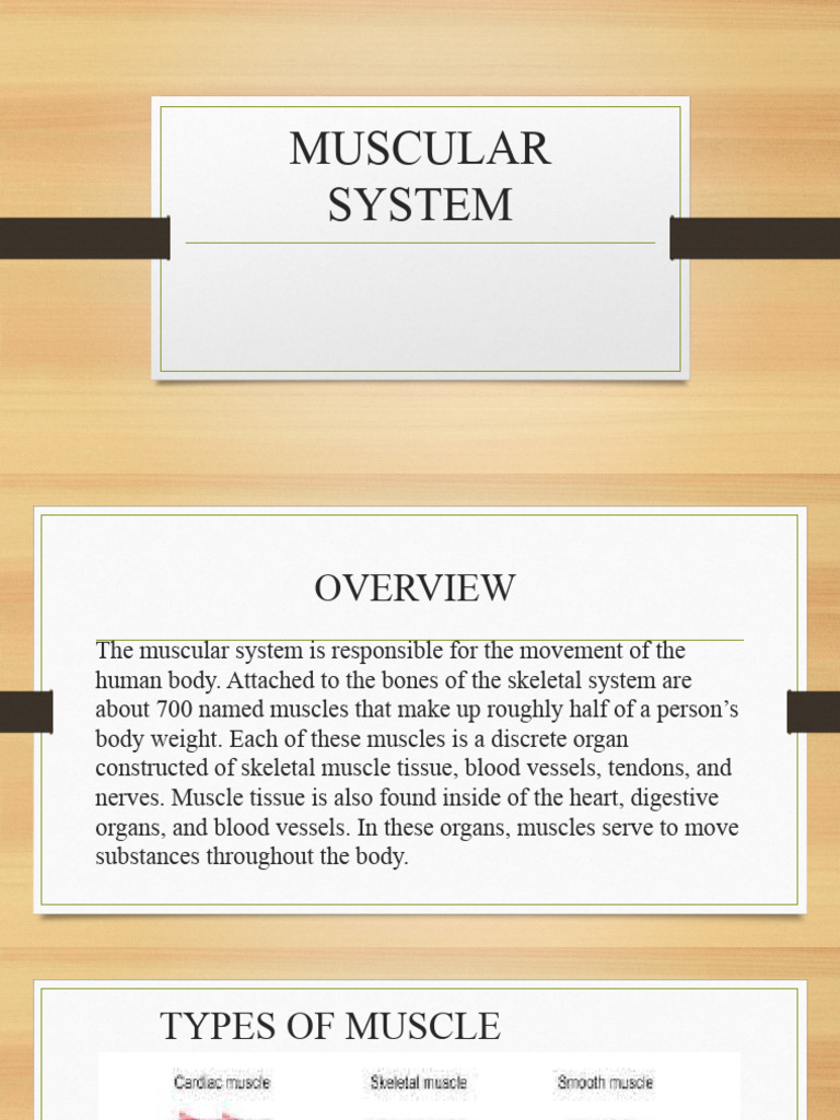 Muscular System | PDF
