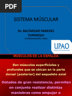 Músculos Del Torso | PDF | Sistema musculoesquelético | Anatomía humana