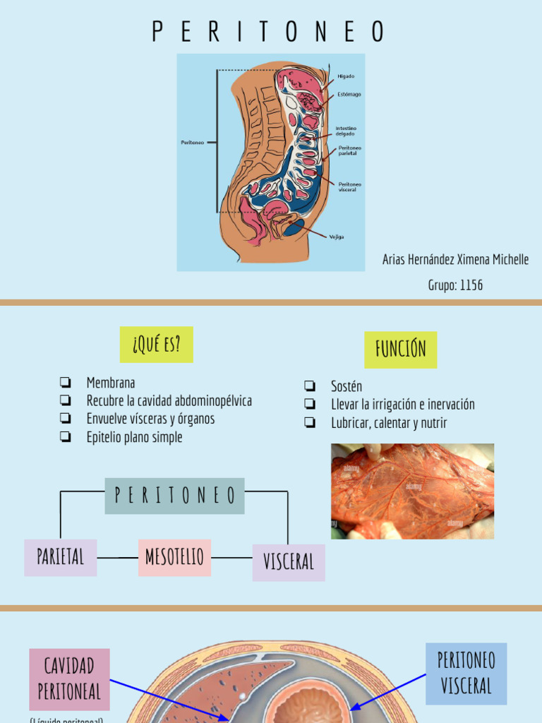 PERITONEO | PDF | Peritoneo | Abdomen