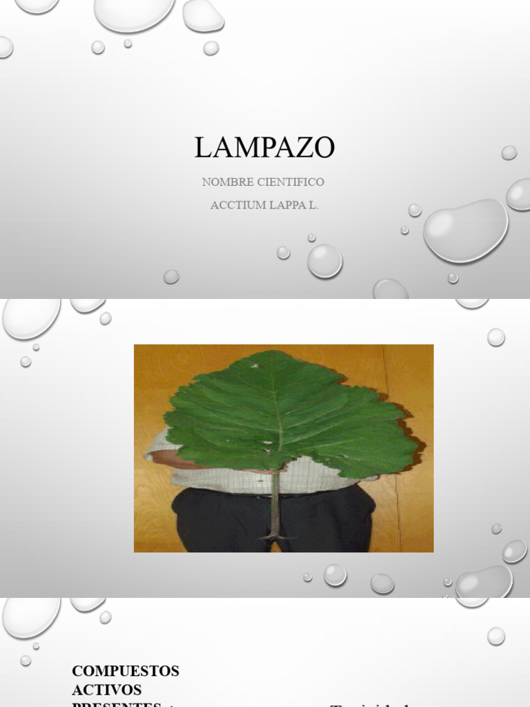 Lampazo | PDF