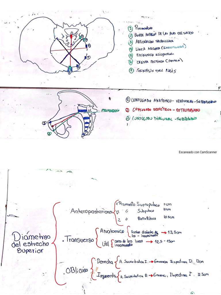 Pelvimetria Interna | PDF