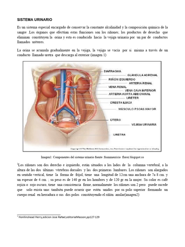 Sistema Urinario | PDF