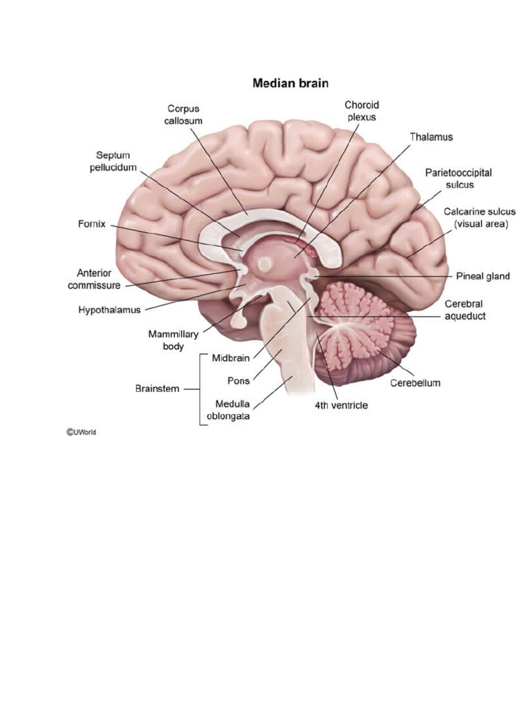Neuro1 Anatomy | Download Free PDF | Human Anatomy | Nervous System