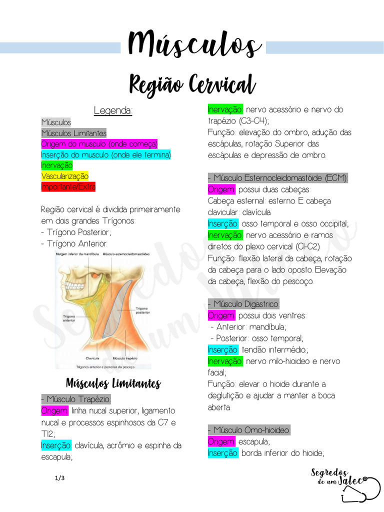 Músculos da Região Cervical Lateral | PDF