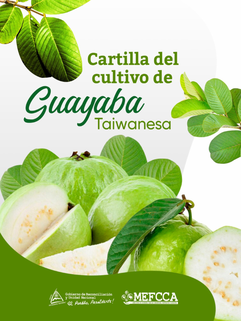 Cartilla Guayaba Gooogle | PDF | Injerto | Cosecha