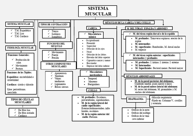Mapa Conceptual Del Sistema Muscular 2 | PDF