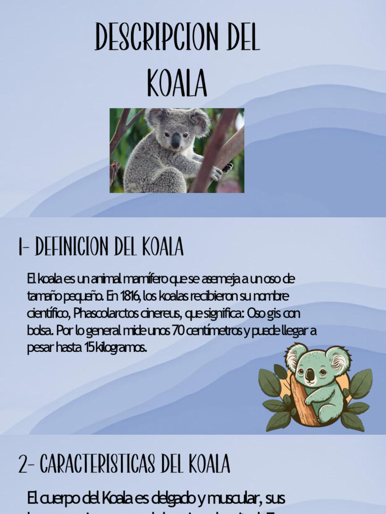 Koala PPT | PDF