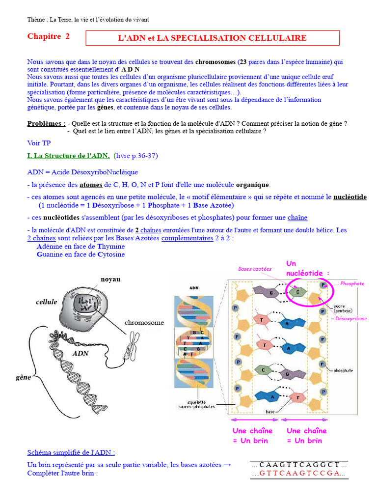Chapitre 2 ADN Specialisation Cellulaire Complet | PDF