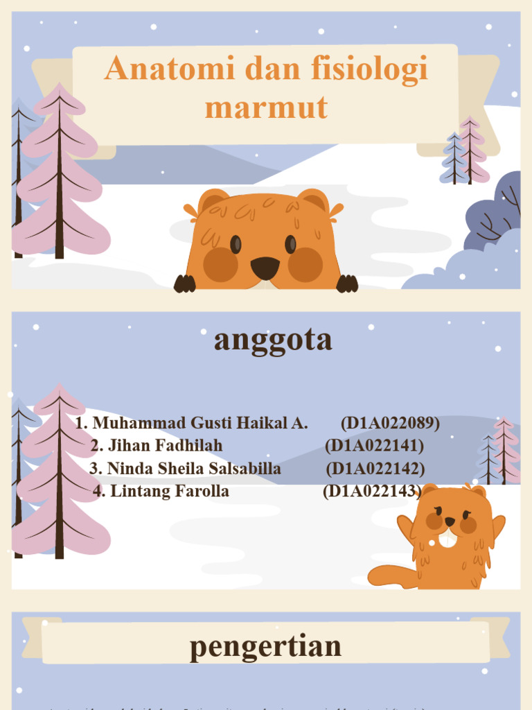 Anatomi Dan Fisiologi Organ Reproduksi Marmut | PDF