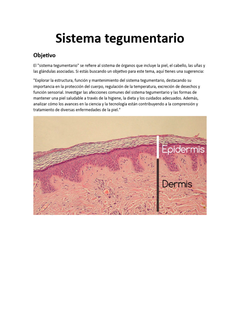 Explorando el Sistema Tegumentario | PDF | Epidermis | Piel