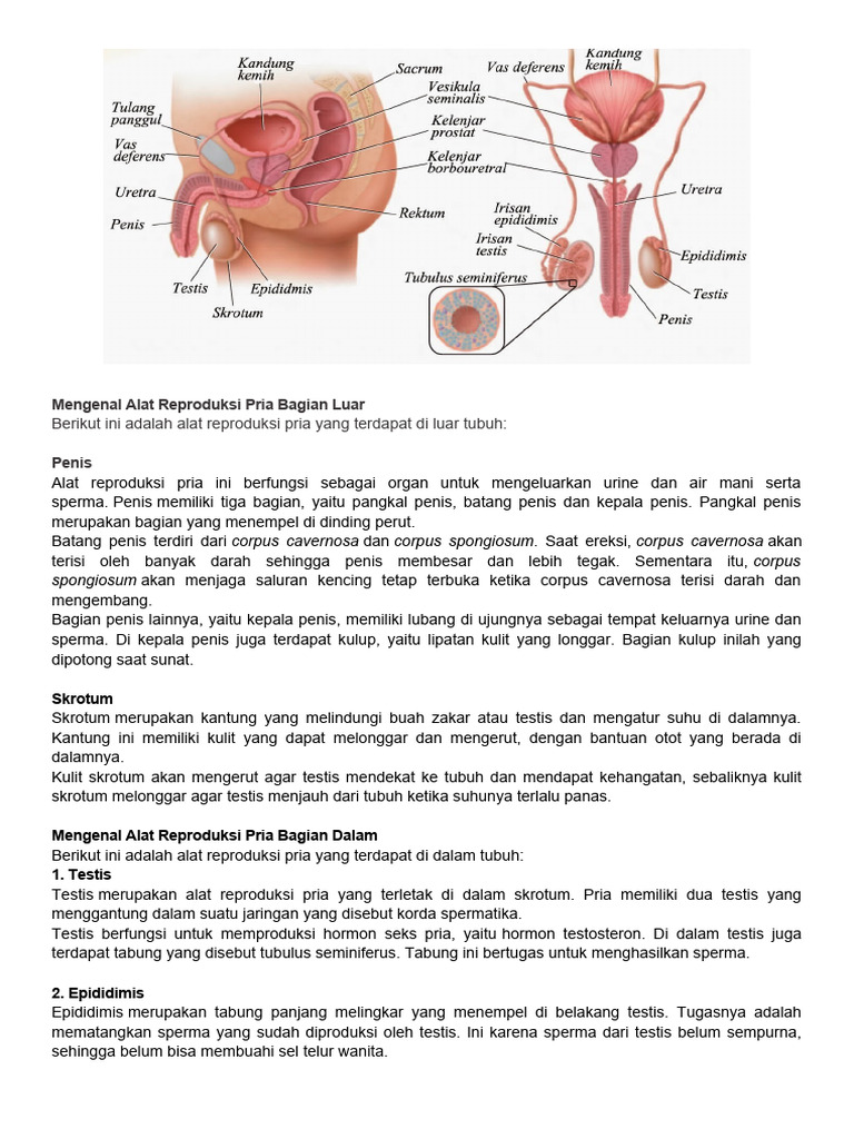 Mengenal Alat Reproduksi Pria Bagian Luar | PDF