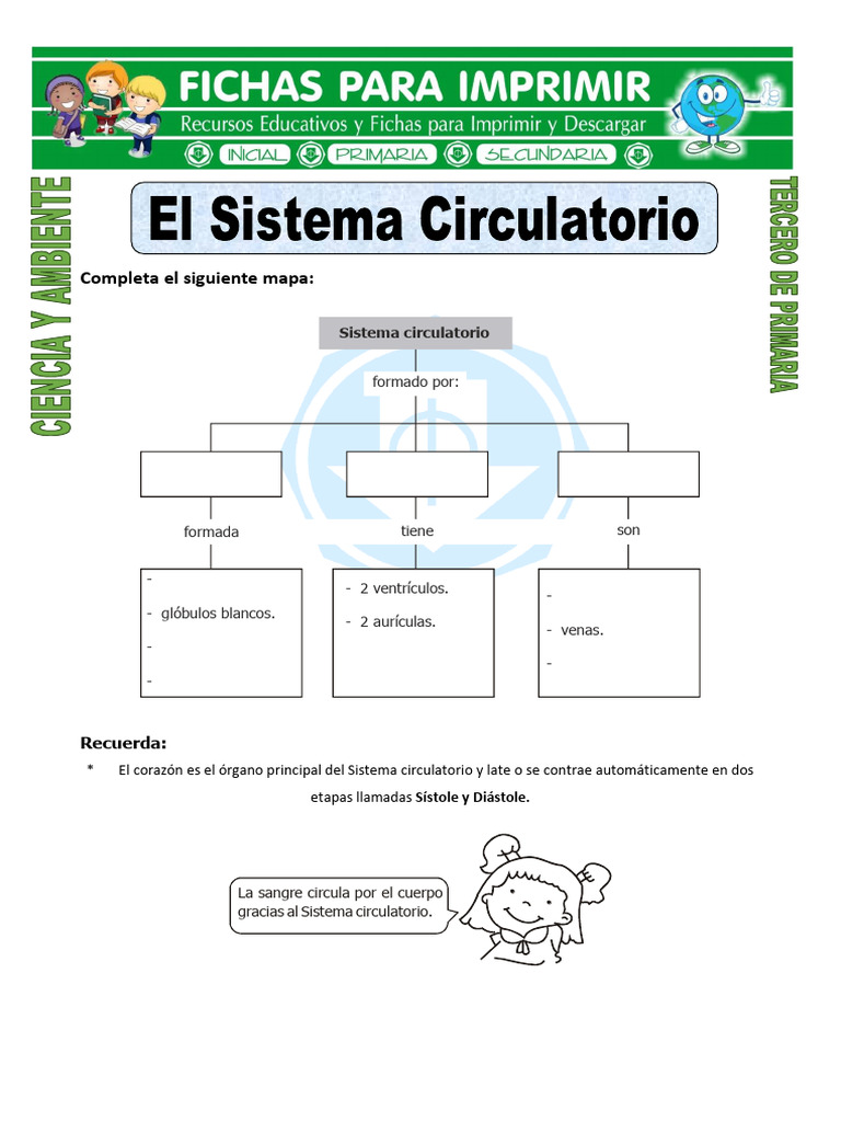 Sistema Circulatorio Actividades | PDF