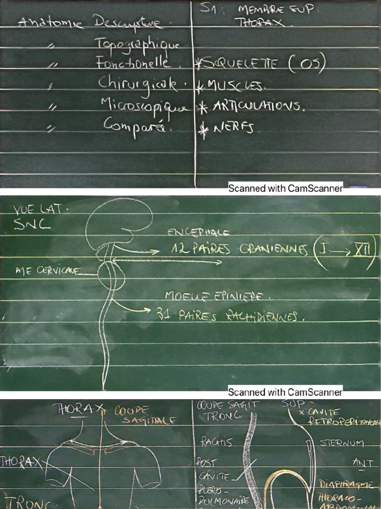 ANATOMIE S1. Séance 1 - PR CHAKOUR | PDF