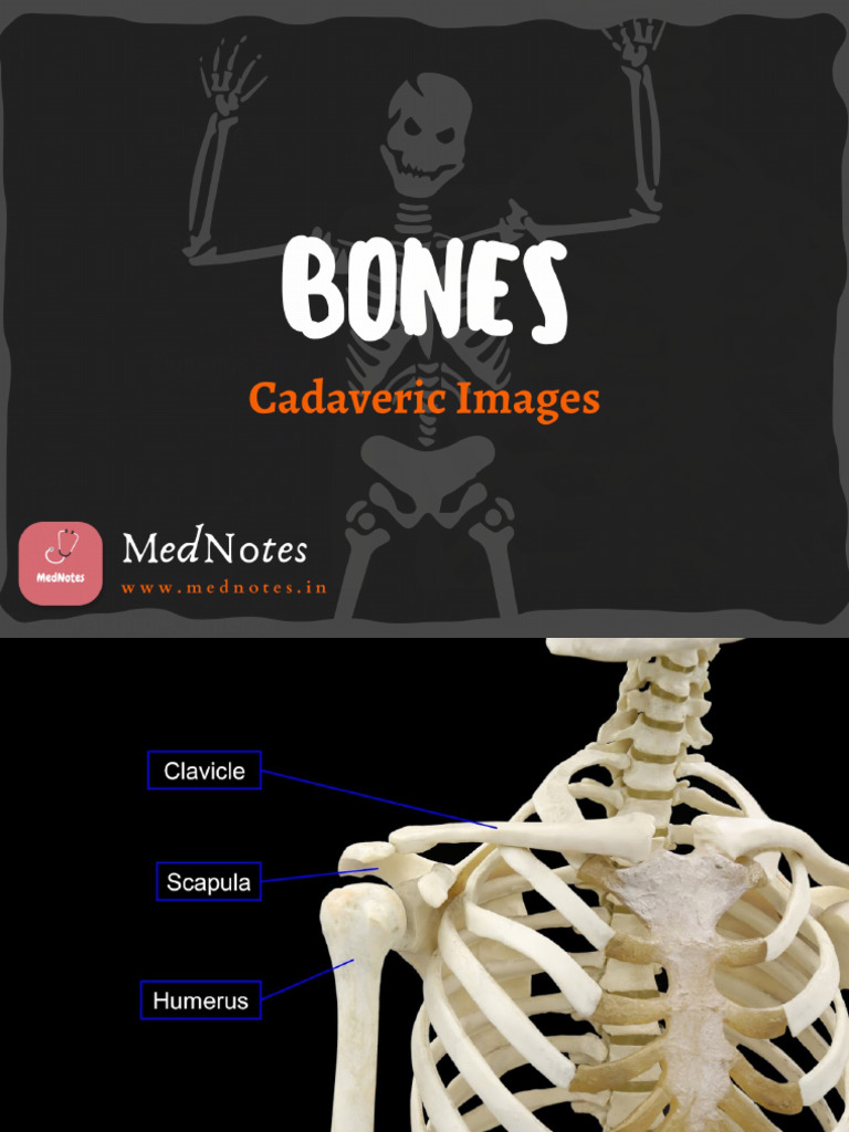Bones - Cadaveric Images (Free) - MedNotes | PDF