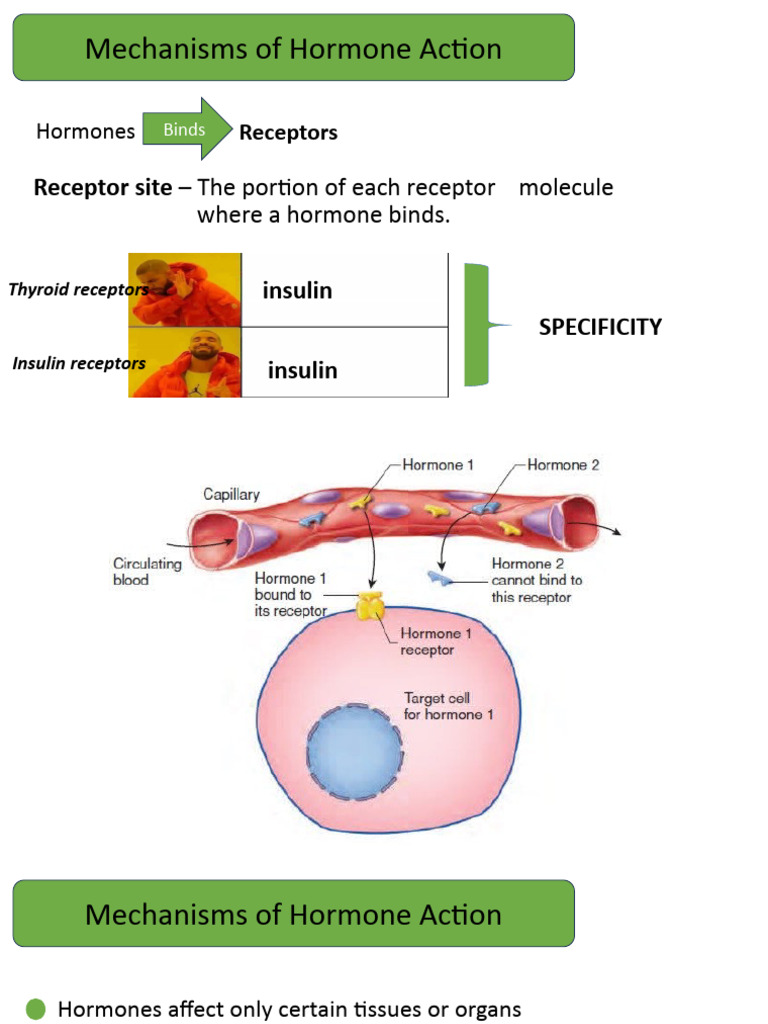Anaphy - Endocrine (Mechanism of Hormone Action, Hormones and ...