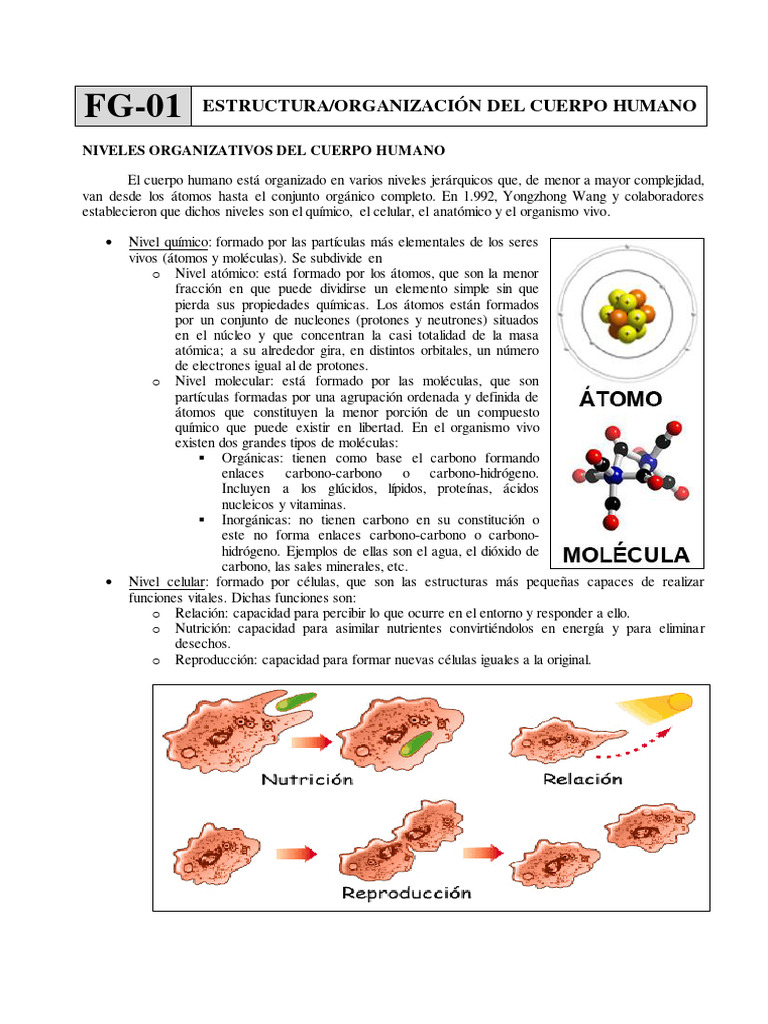 Fg01-Estructura Del Cuerpo Humano | PDF