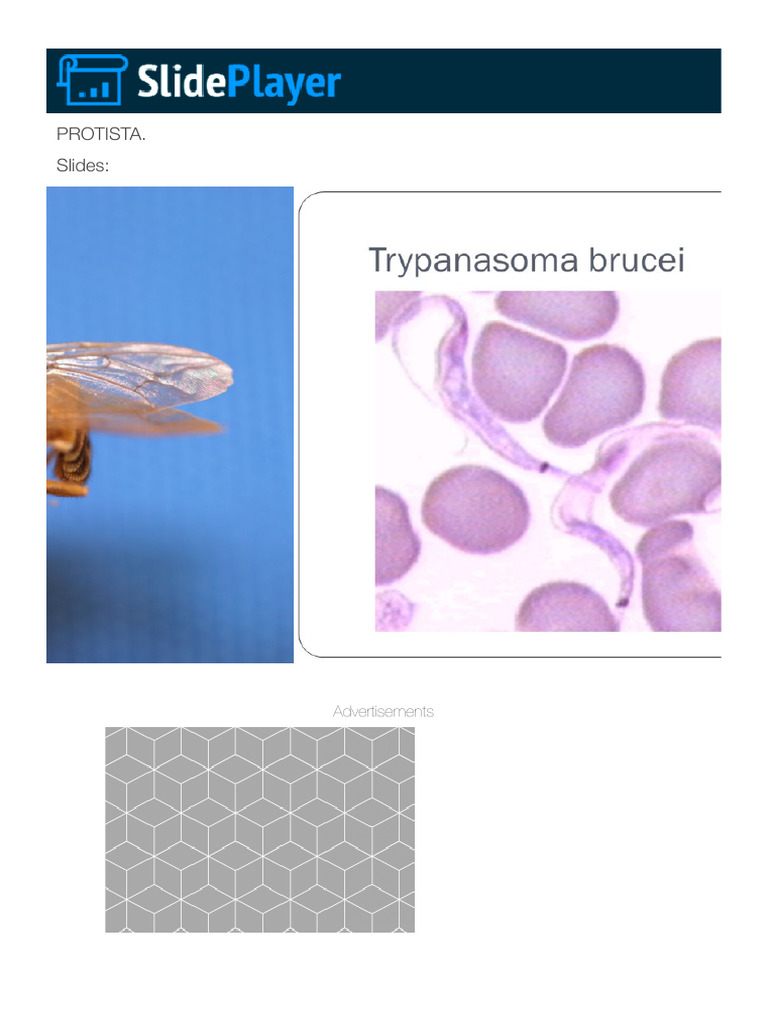 PROTISTA. - PPT Download | PDF