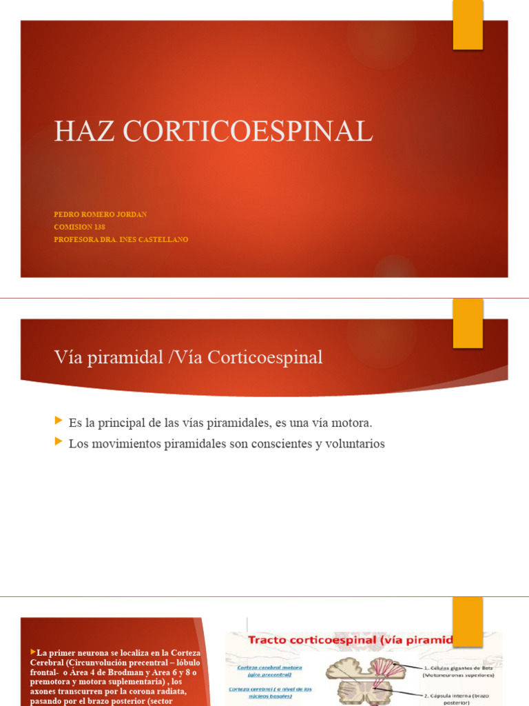 Función y Trayecto del Haz Corticoespinal | PDF