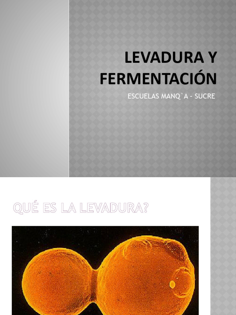 Levadura Y Fermentación Pdf