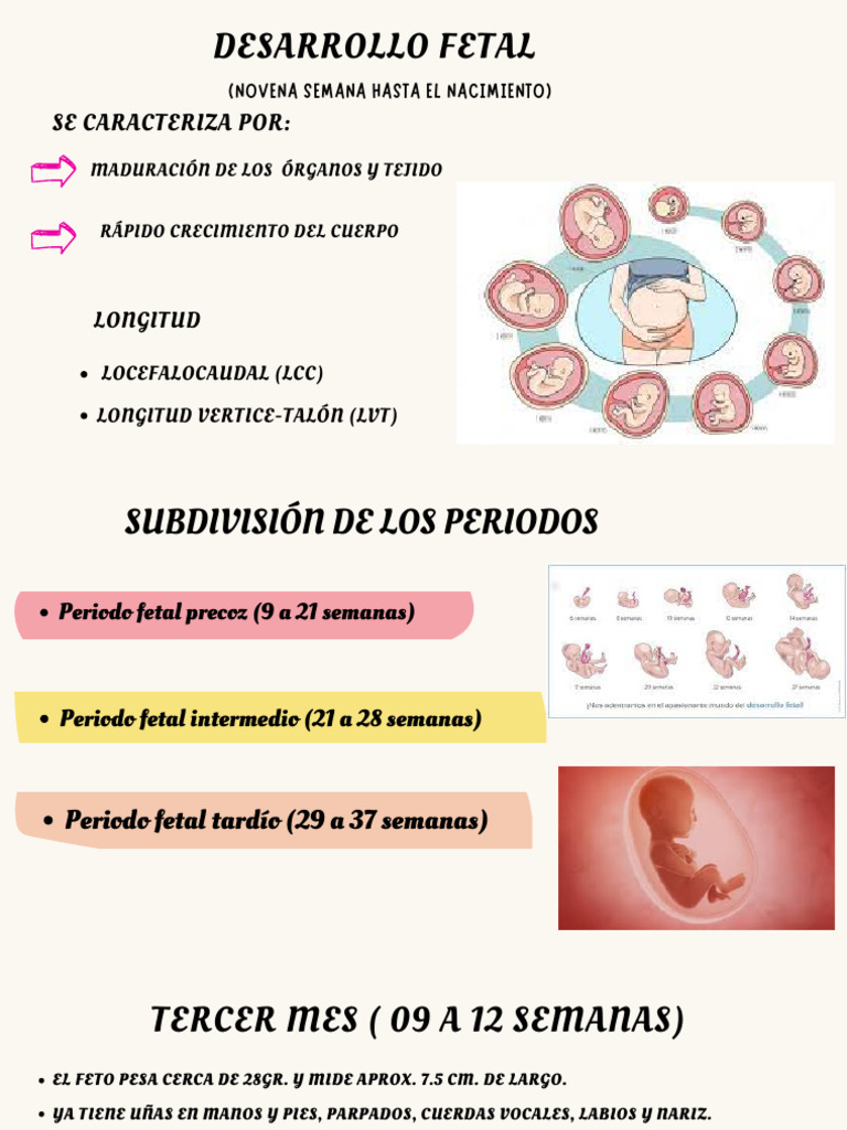 Desarrollo Fetal | PDF