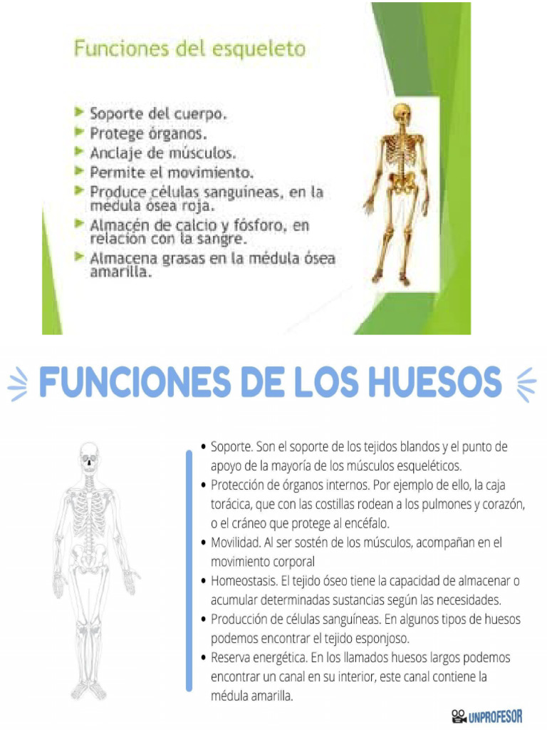 Funciones de Los Huesos | PDF