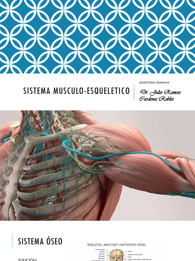 Sistema Musculo Esqueletico Pdf
