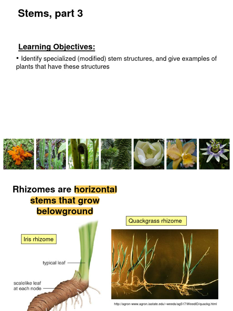 04c Stems 2023 Handouts | PDF