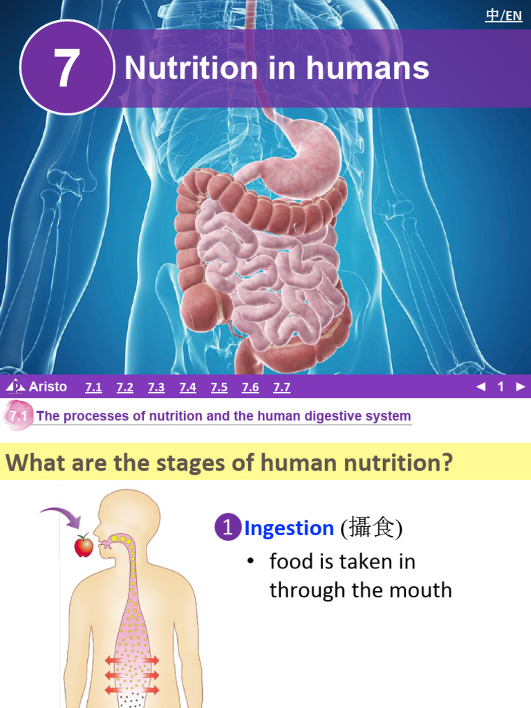 Nutrition in Human | PDF