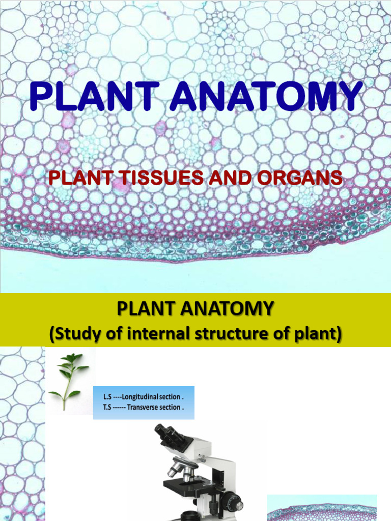 Plant Tissues | PDF | Tissue (Biology) | Plant Stem