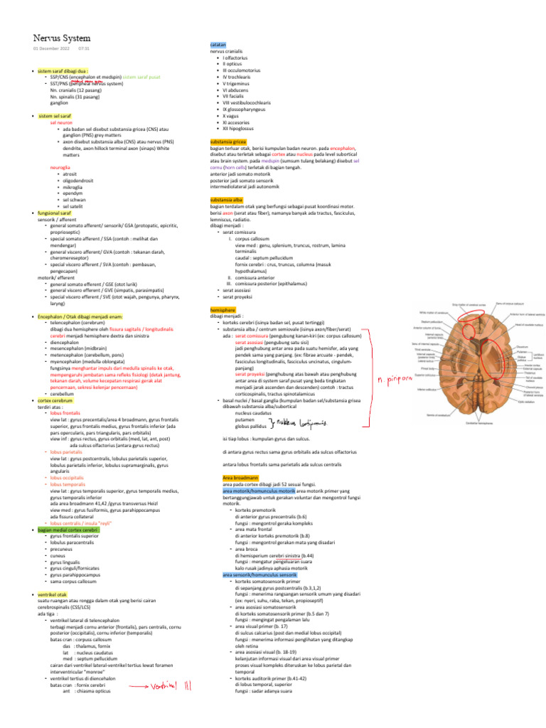 Anatomi Nervus System | PDF