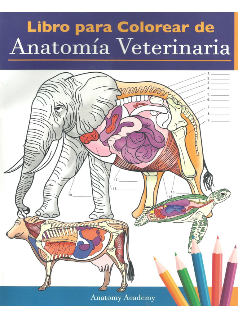 Veterinaria Anatomía Colorear | PDF