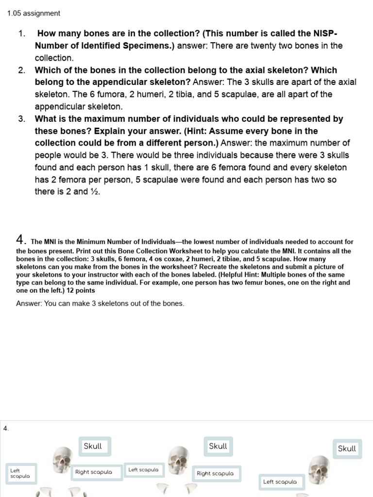 1 05 The Human Skeleton Pdf