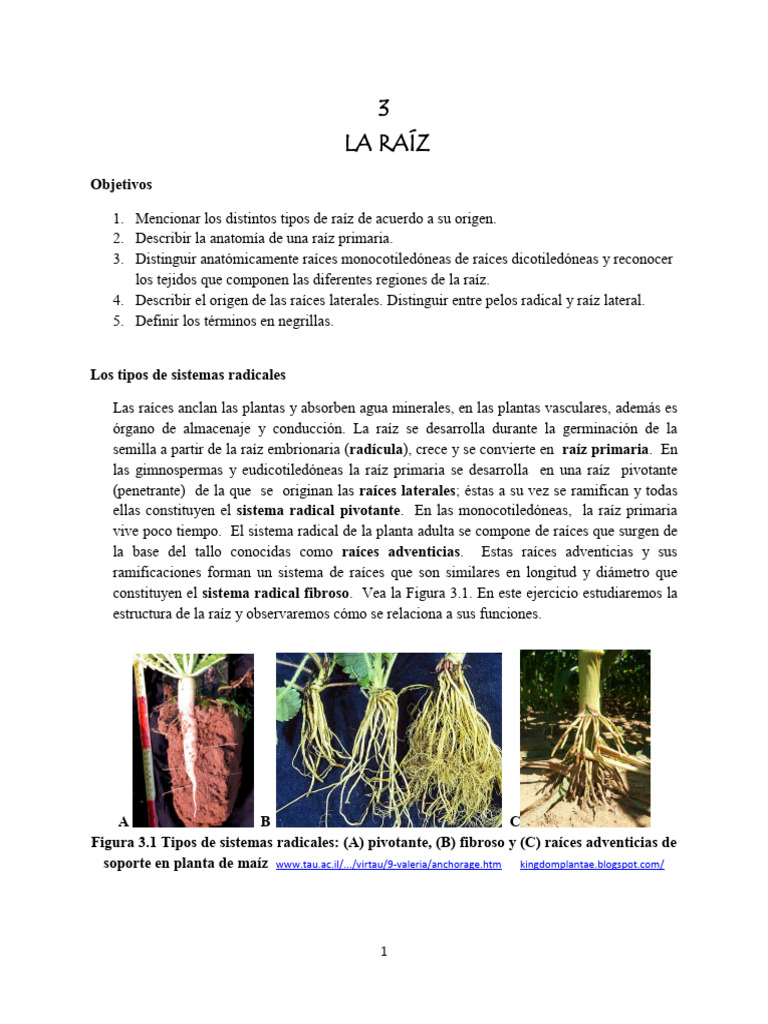 Tipos y Anatomía de Raíces de Plantas | PDF | Raíz | Morfología Vegetal