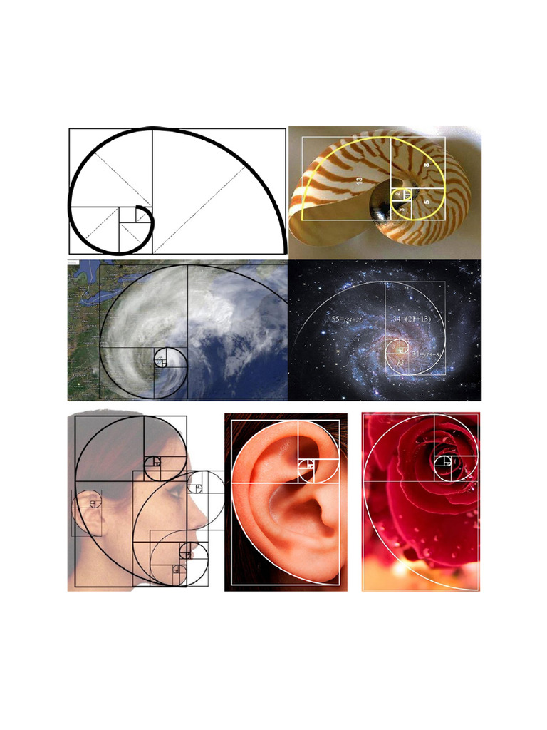 Mate (Fibonacci) | PDF