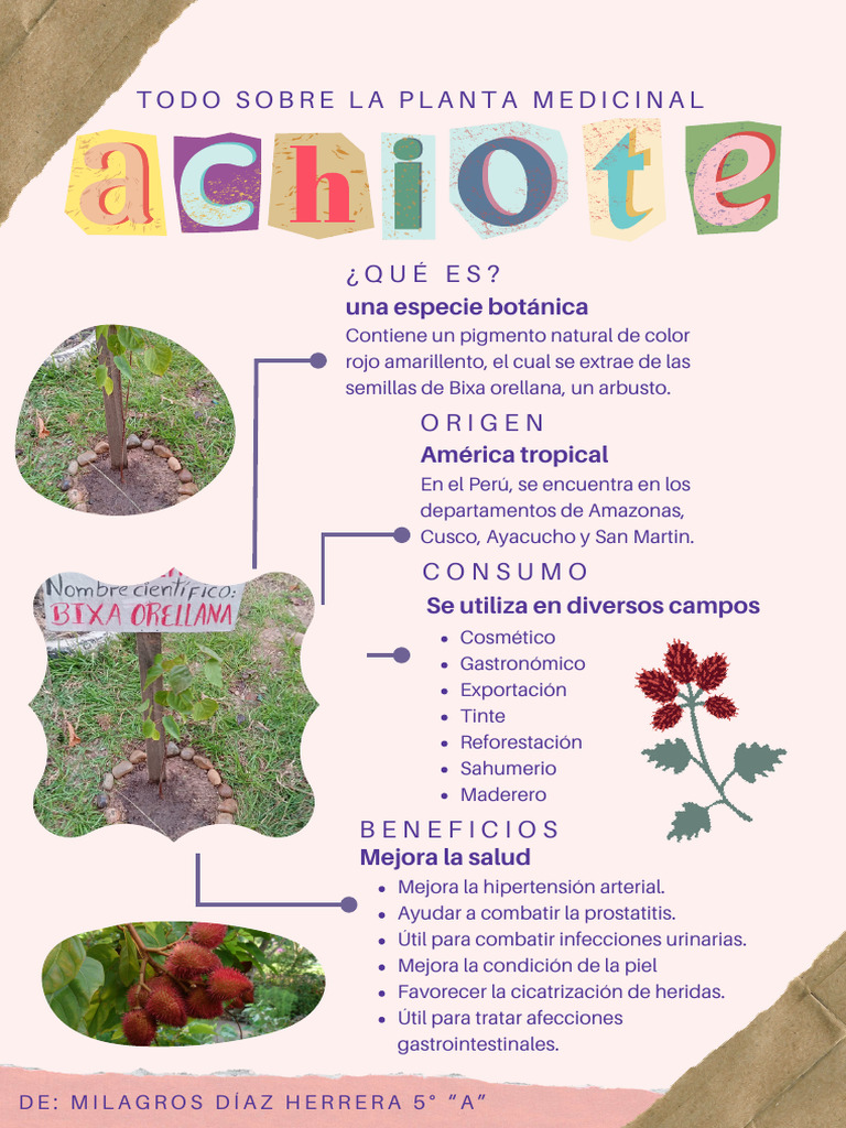 Infografía Achiote Comu | PDF