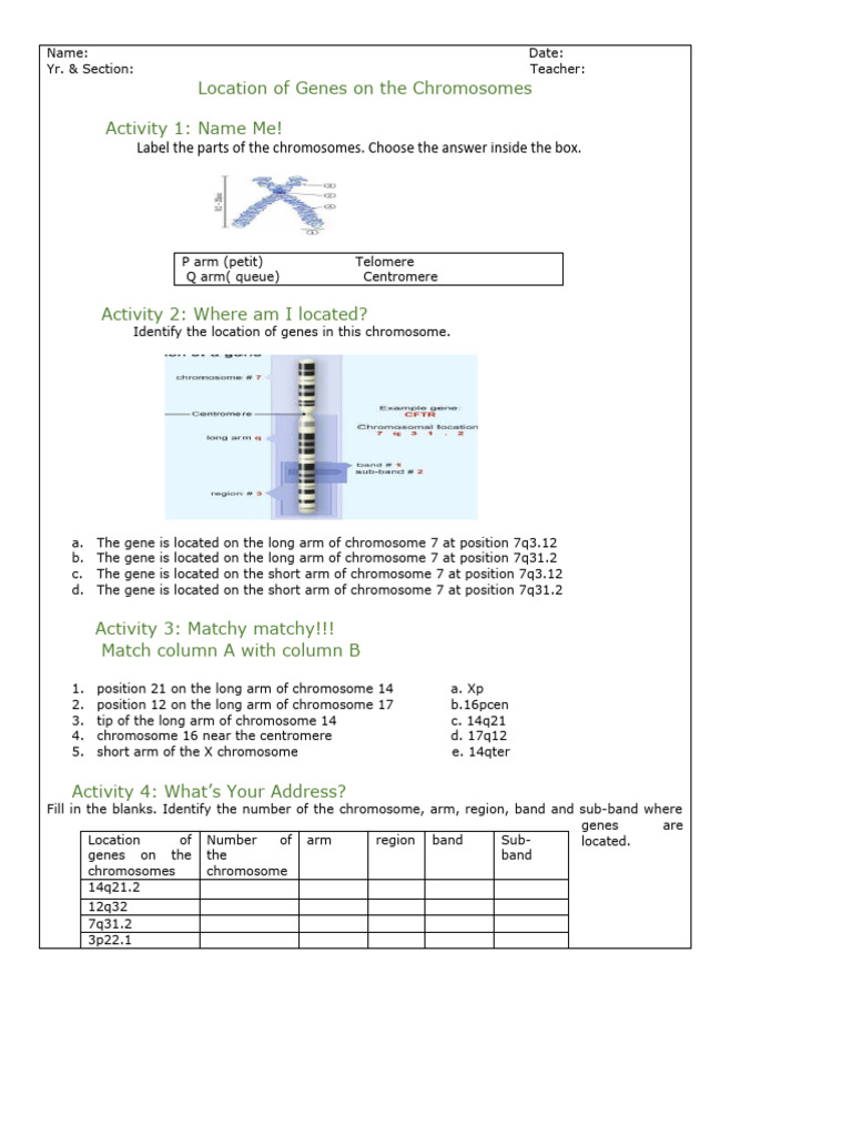 Activity Location of Genes On The Chromosomes | PDF