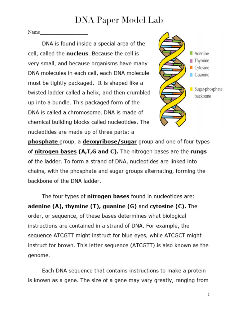 DNA Paper Model Lab 7R 2016 | PDF