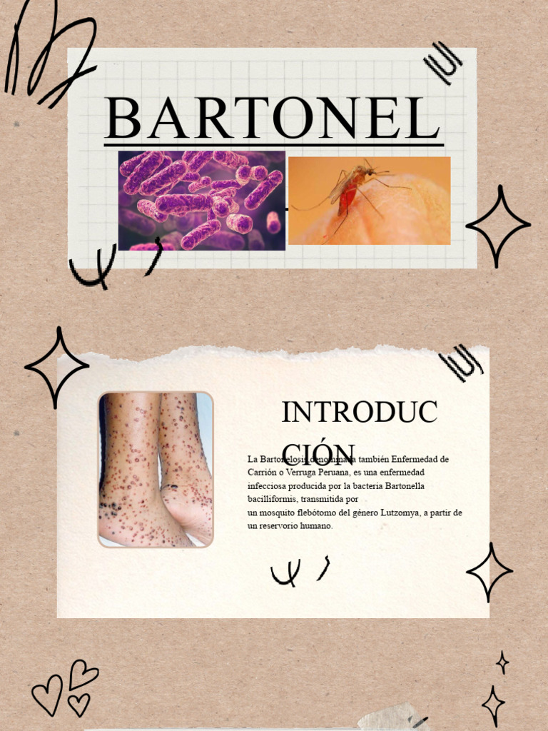 Bartonelosis Diapositiva | PDF