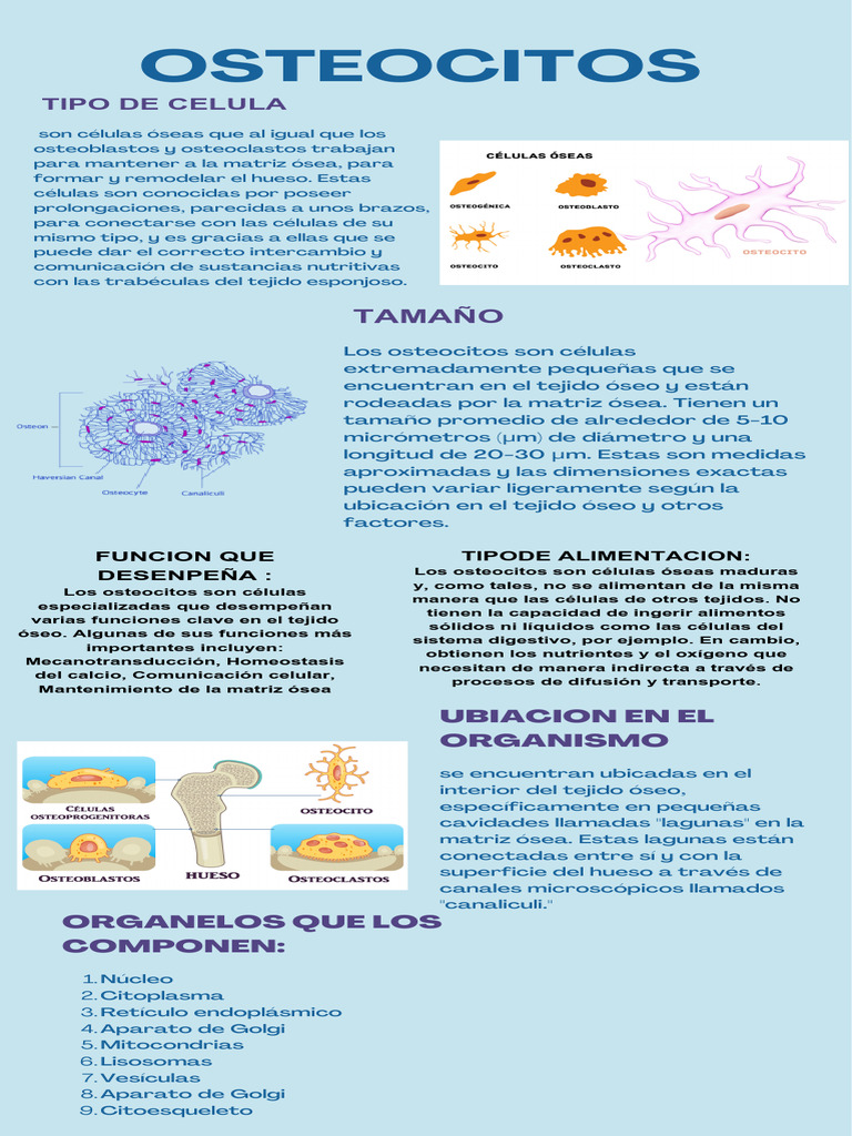 Célula Osteocitos | PDF