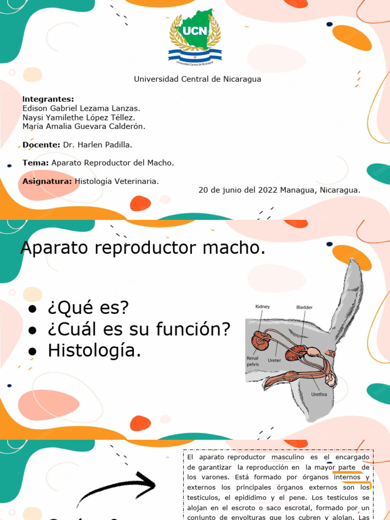 Aparato Reproductor Del Macho | PDF