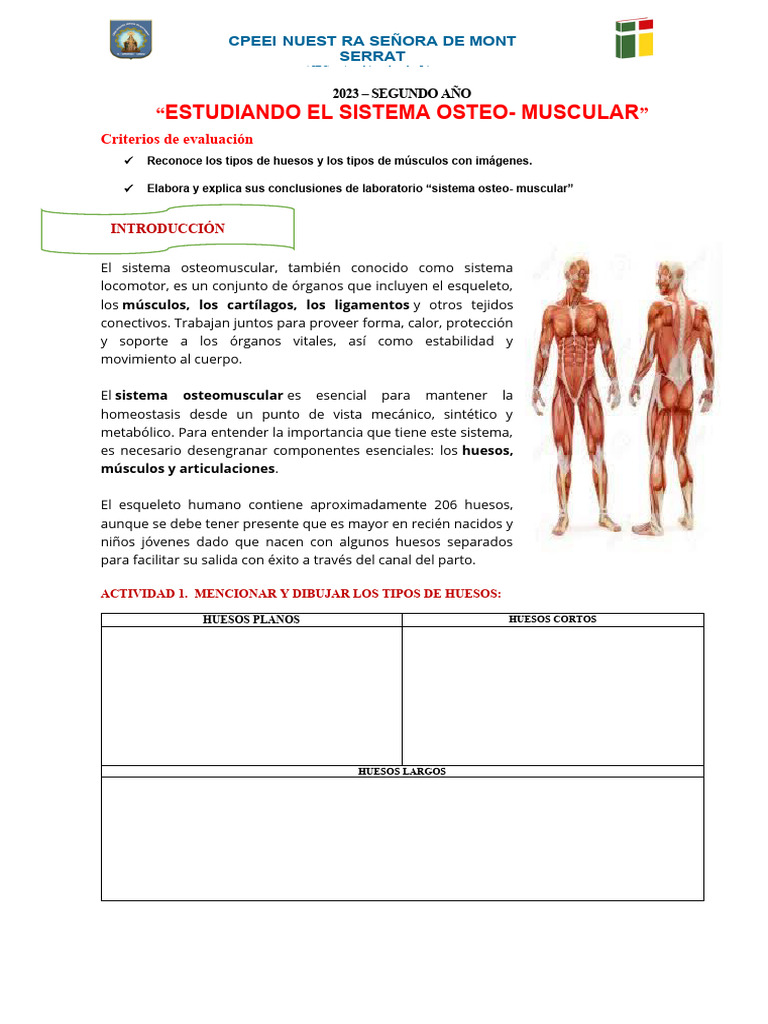 Sistema Osteo-Muscular | PDF | Hueso | Articulación