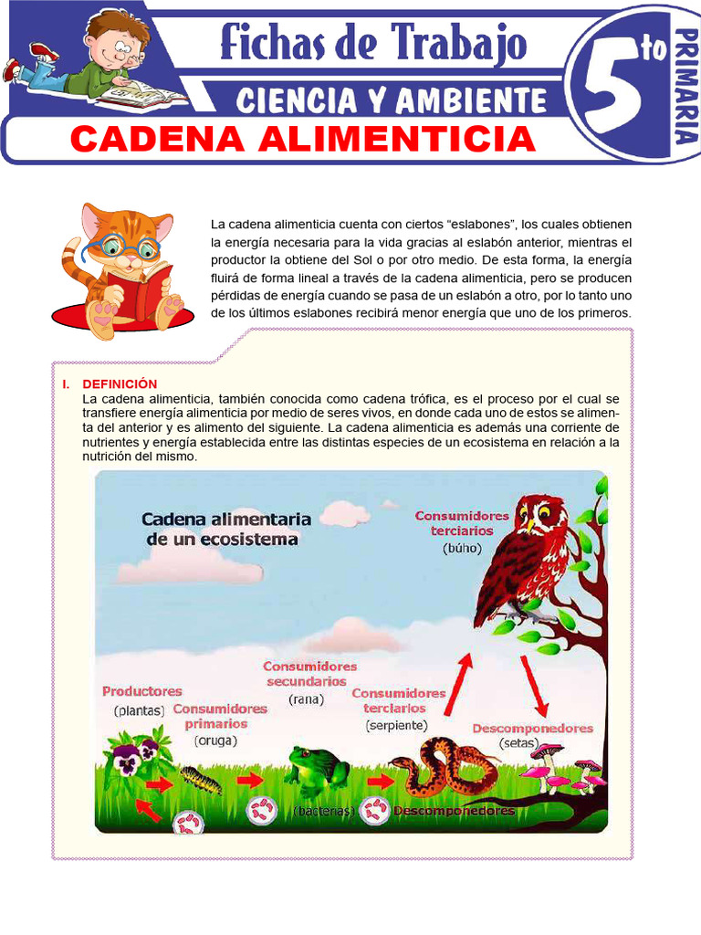 Cadena Alimenticia para Quinto Grado de Primaria | PDF | Hogar ...