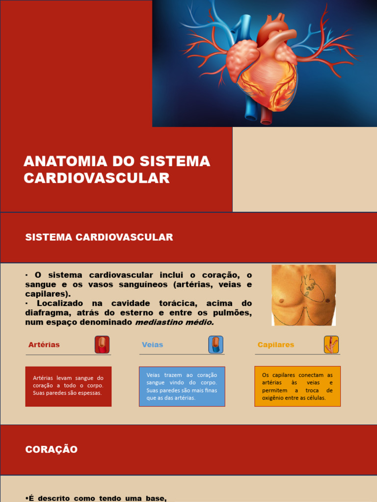 Anatomia Do Sistema Cardiovascular | PDF | Ventrículo (coração) | Coração