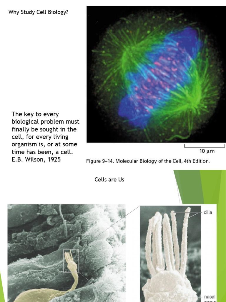 Understanding Biology | PDF