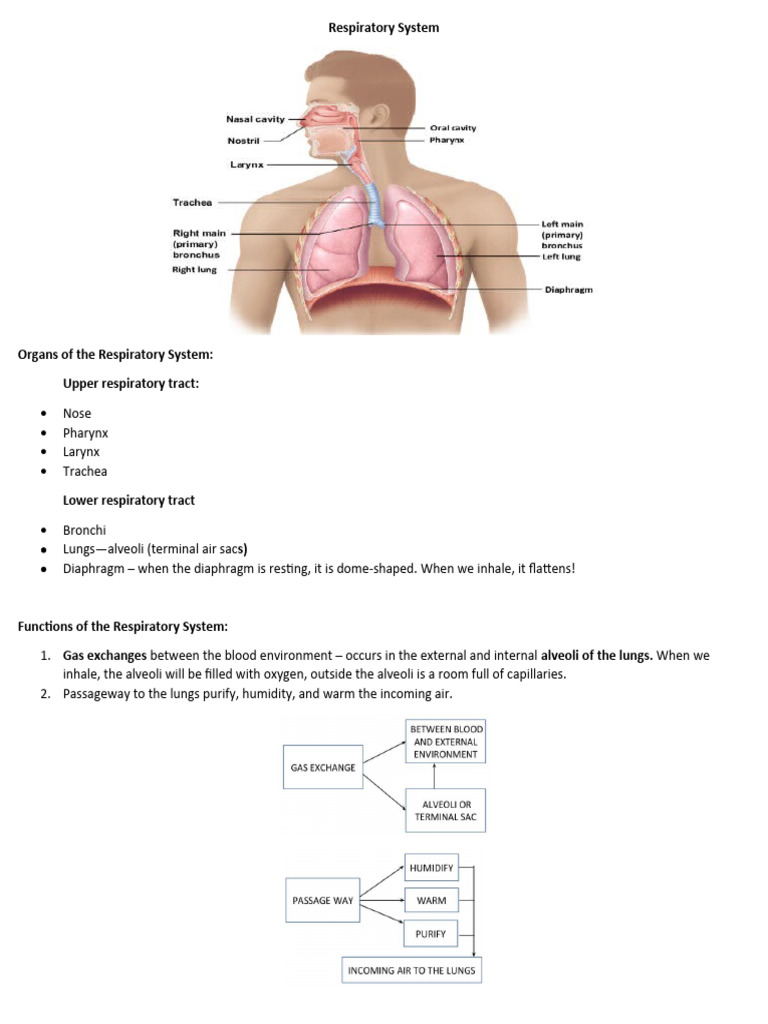 Week 3 Respiratory System | PDF | Lung | Respiratory Tract